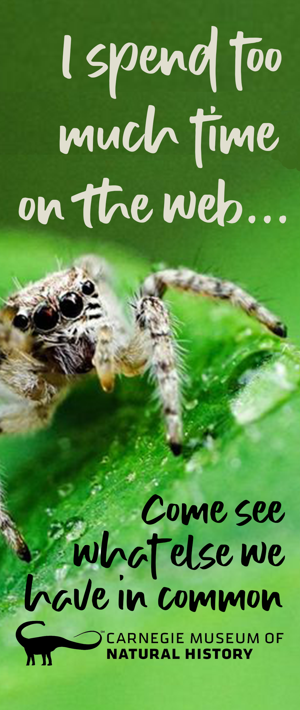 Carnegie ‘Closer than you think’ insect exhibition – Melissa Medwig Designs